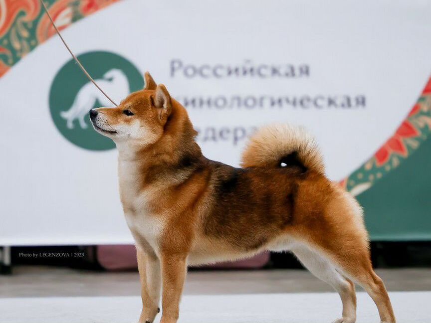 Сиба кобель вязка