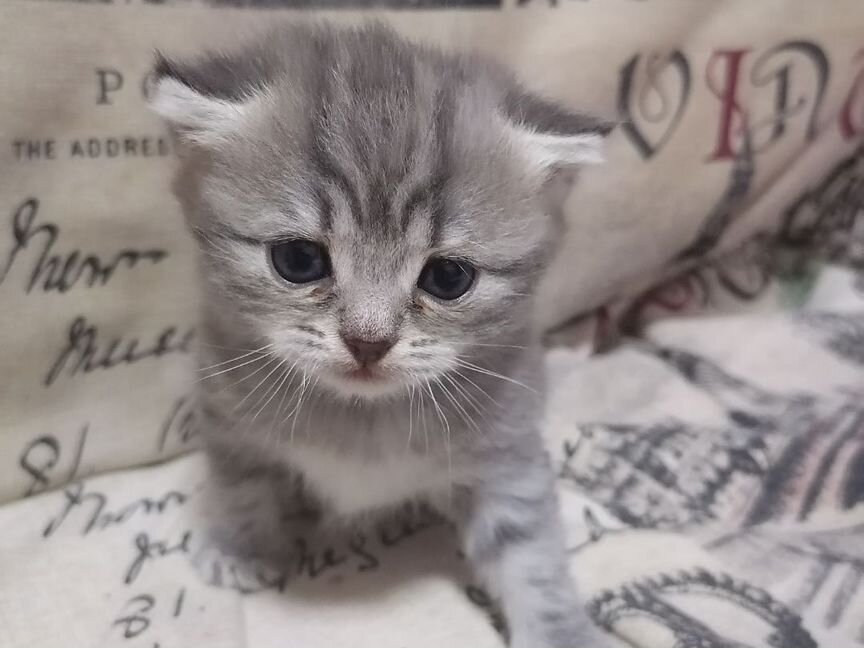 Шотландская вислоухая кошка