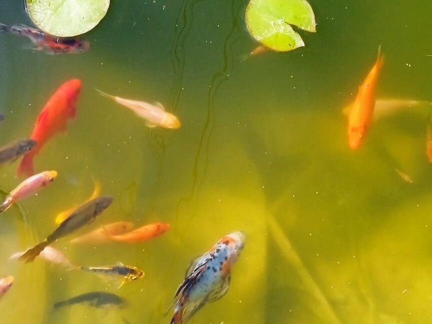 Малек Золотой Карас, Шубункин