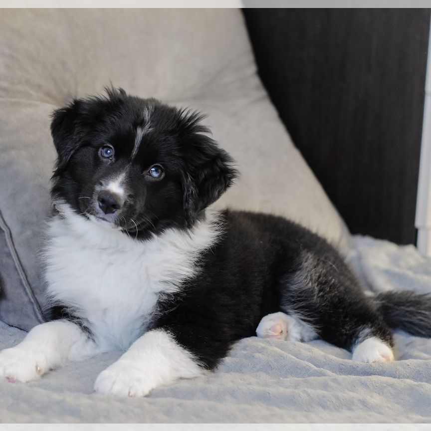 Миниатюрная американская овчарка, щенок