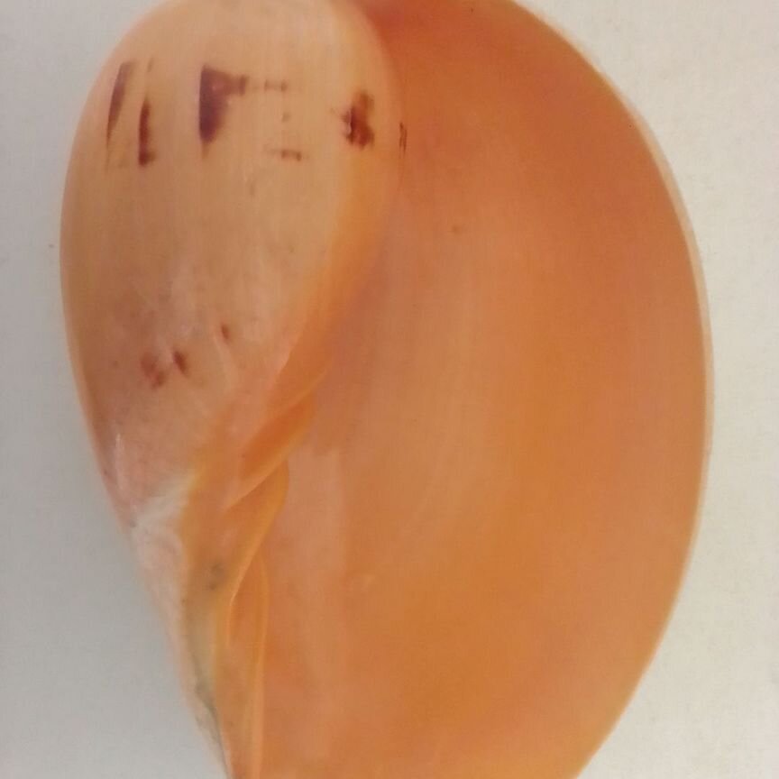 Раковина морского малюска