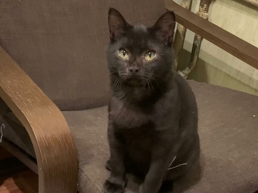 Черный котенок девочка в дар