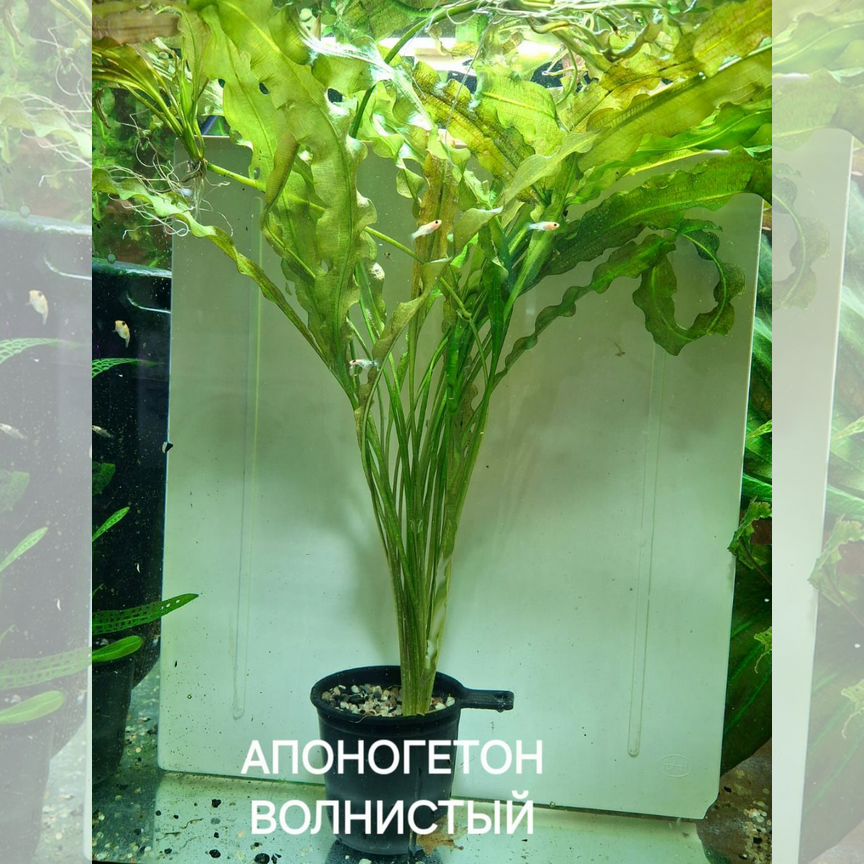 Апоногетоны
