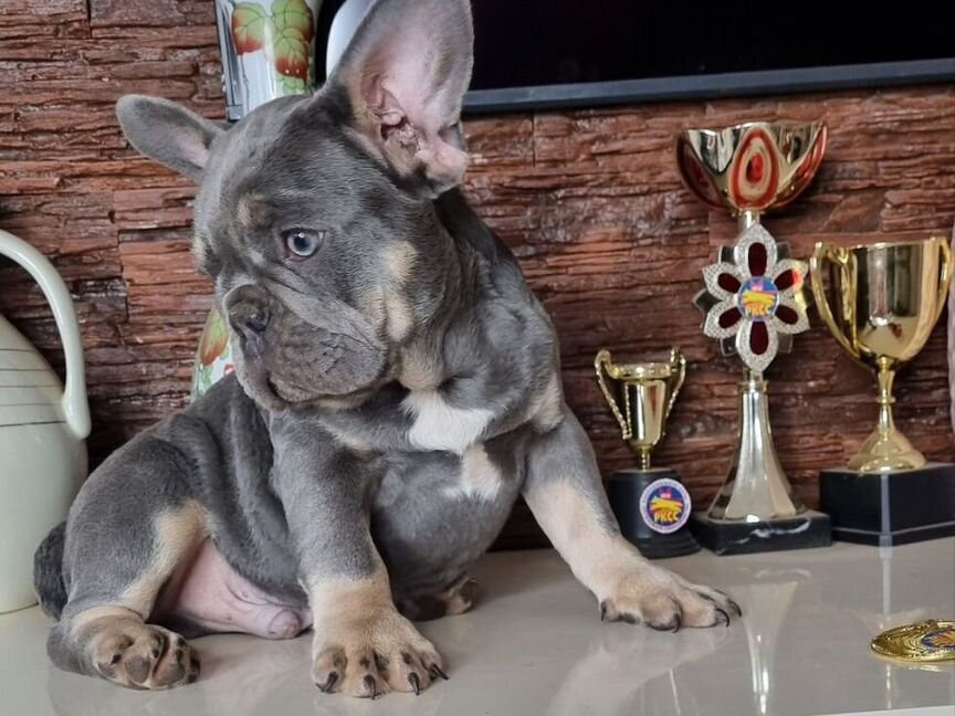 Французский бульдог лилак