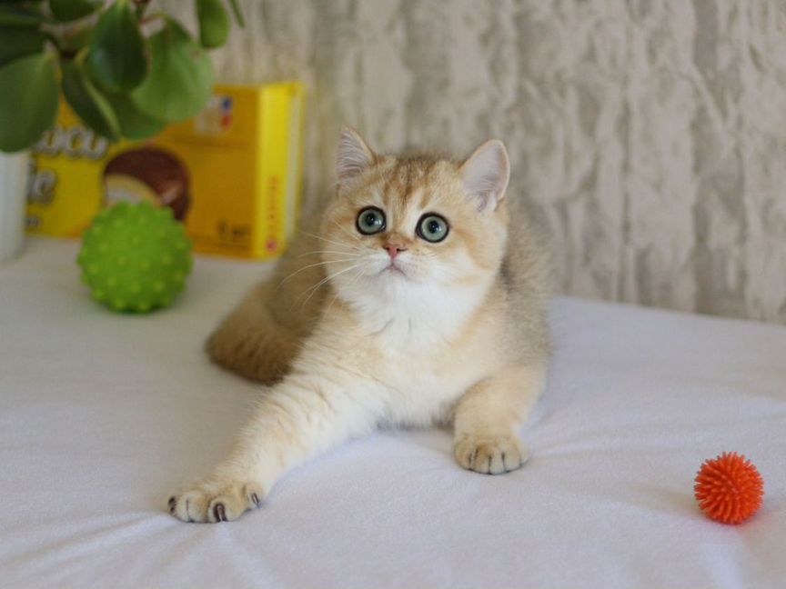 Шикарная британская золотая девочка