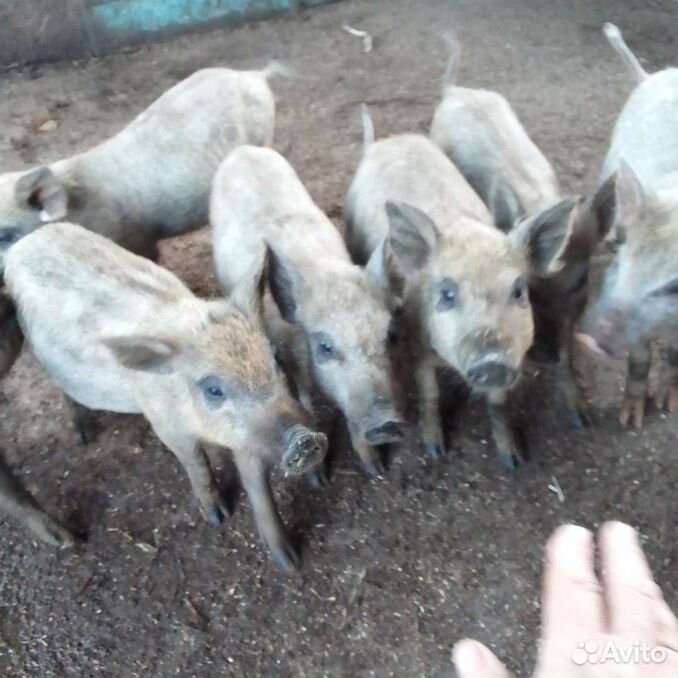 Венгерская мангалица на племя