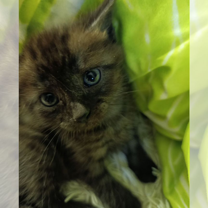 Британский короткошёрстный котёнок