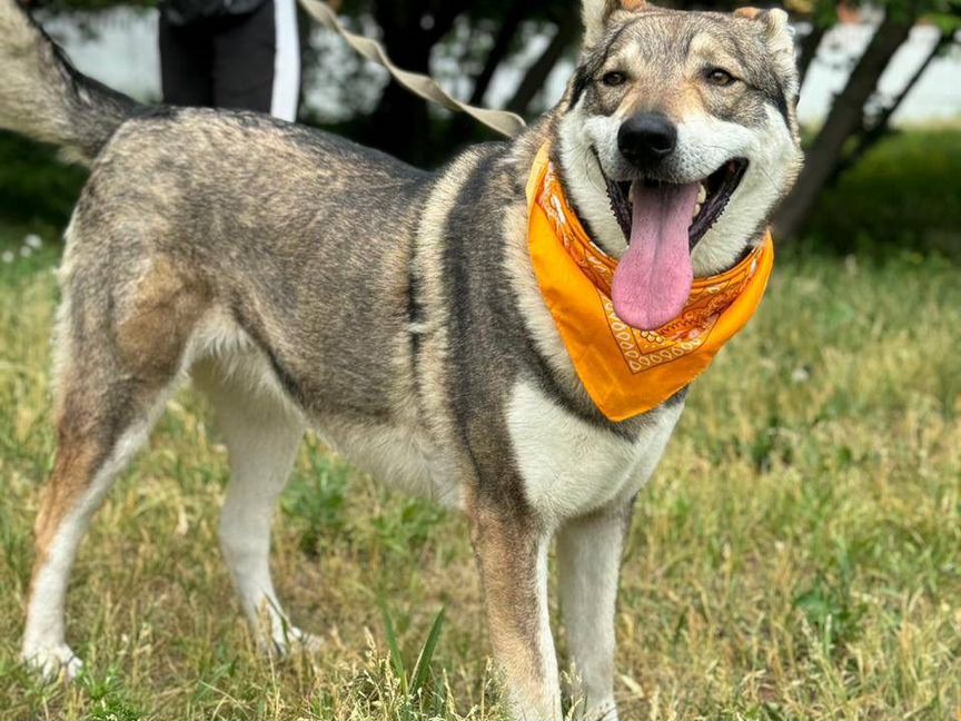 Тайра собака из приюта