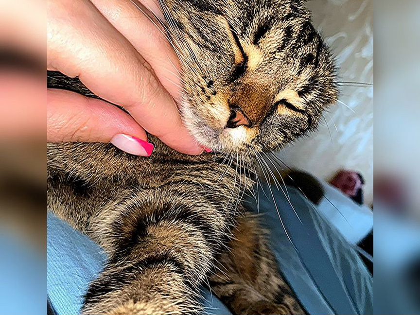 Кошечка в добрые руки