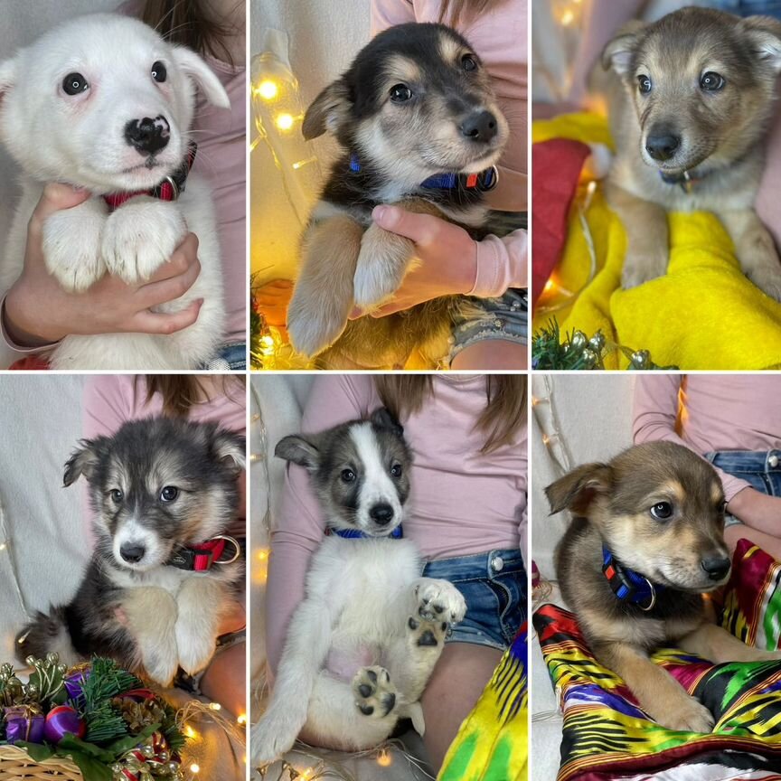 Малышня в добрые ручки