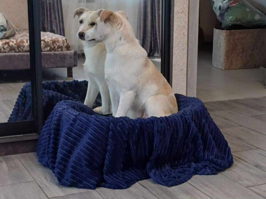 Малыш ищет дом