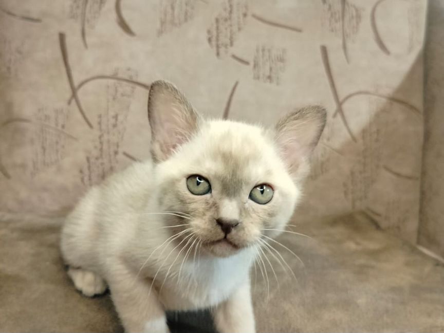 Котята европейской бурмы с доставкой