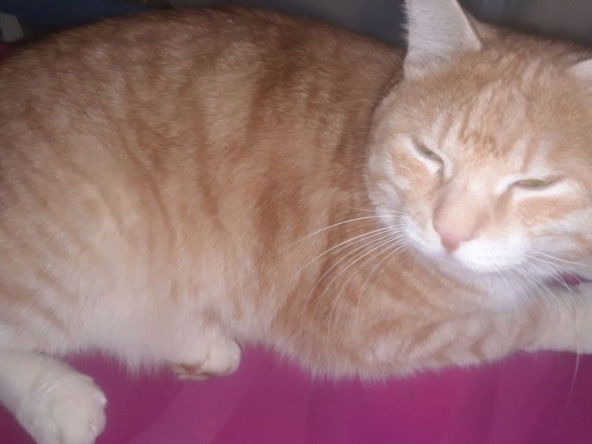 Кошка в дар бесплатно