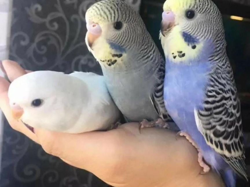 Волнитые попугаи и др