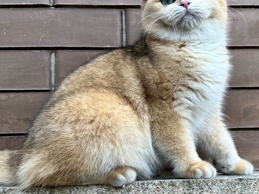 Мальчик британский золотой ny12