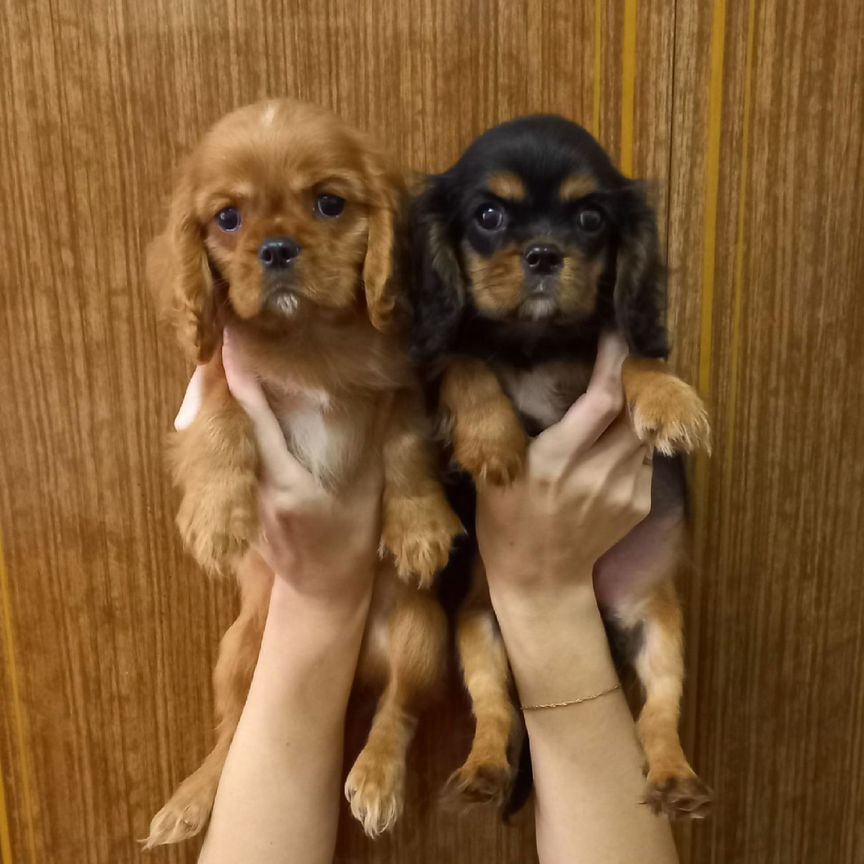 Кавалер кинг чарльз спаниель