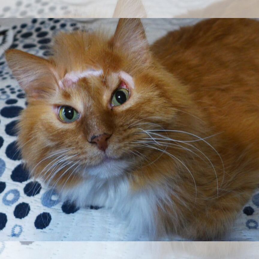 Взрослый кот в добрые руки