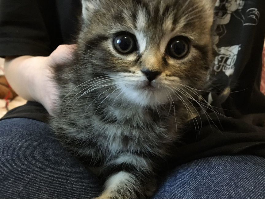 Котята шотландцы