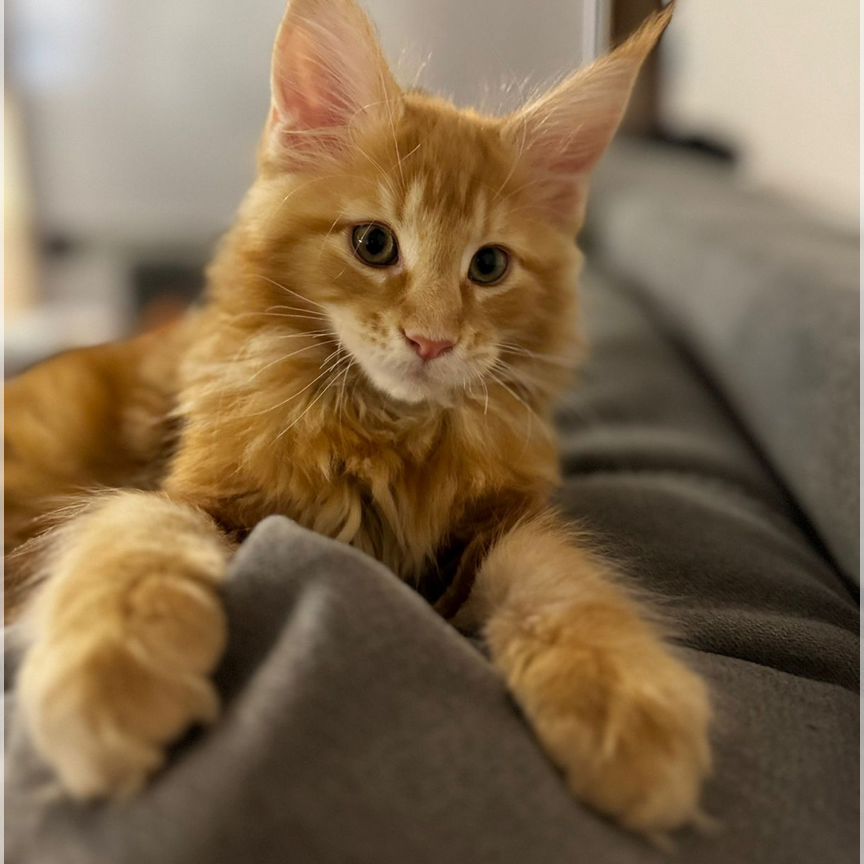 Мейн-кун котёнок