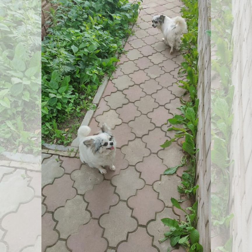 Взромлая чихуахуа девочка