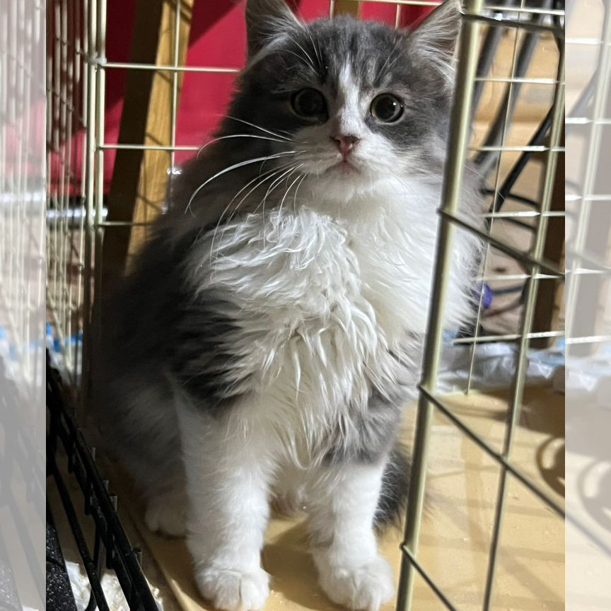 Котёнок в добрые руки