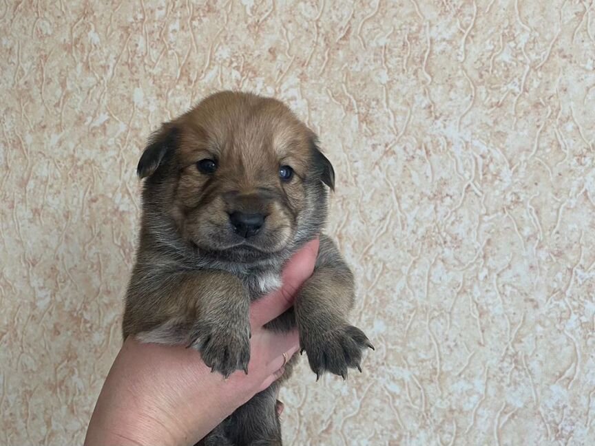 Щенки в добрые руки