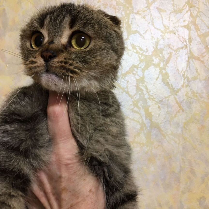 Котенок красавица
