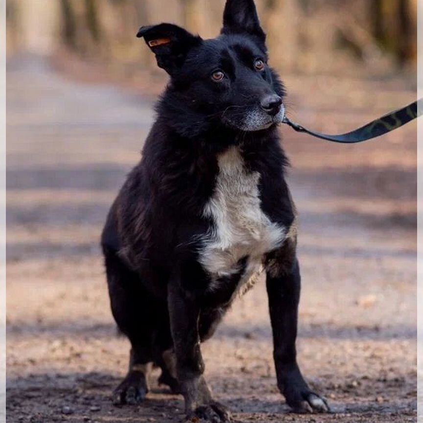 Пëс Зорро в добрые руки