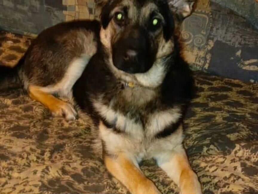 Щенок метис овчарки