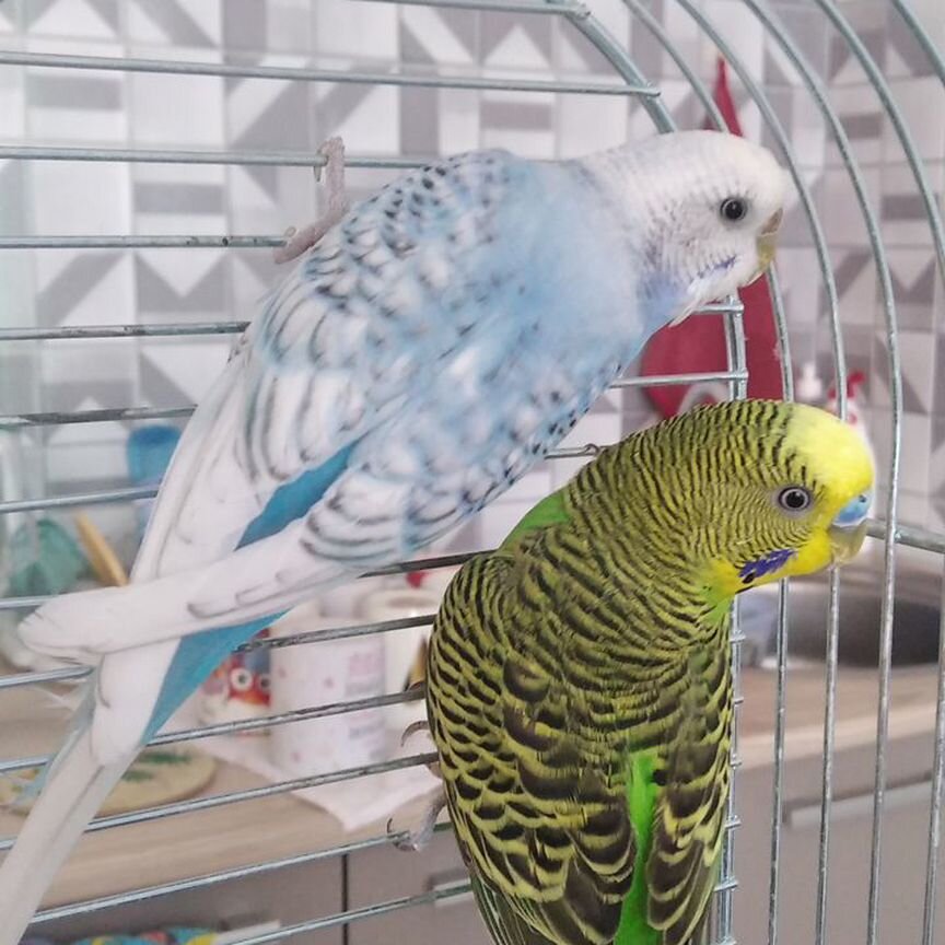 Попугай с клеткой