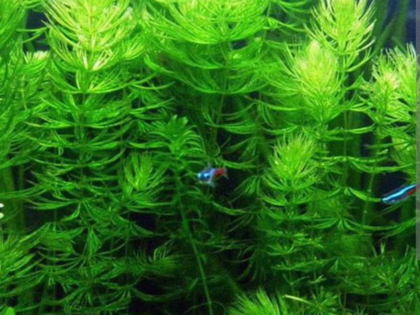 Аквариумное растение Роголистник