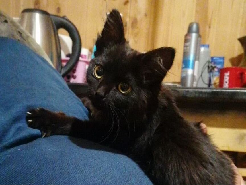 Кошка котёнок девочка в добрые руки