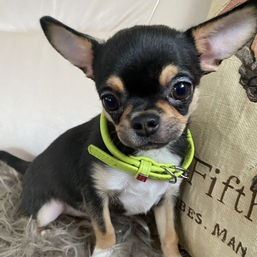 Чихуахуа, щенок