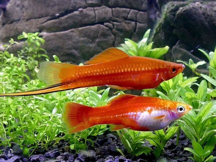 Пара меченосцев