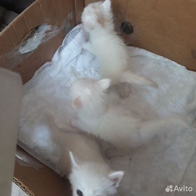 Котята в добрые руки, сибирские вислоухие