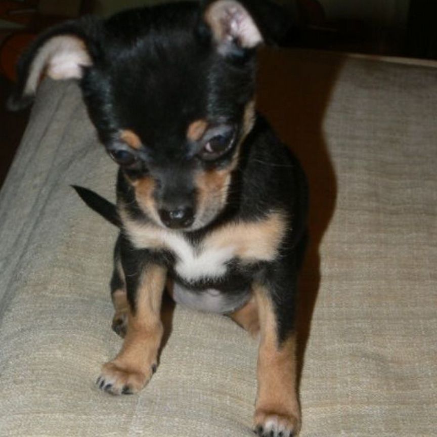 Щенки Той-терьера