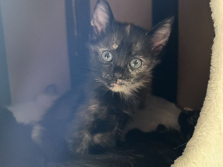 Котята в поисках друга )