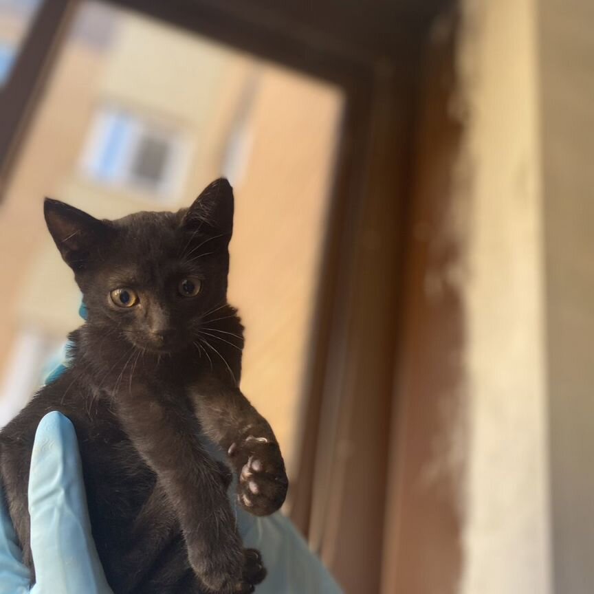 Котёнок на стройке