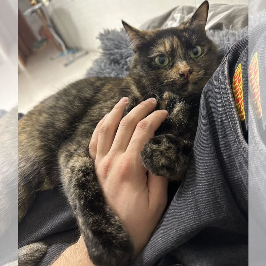 Взрослая, Девочка кошка в добрые руки