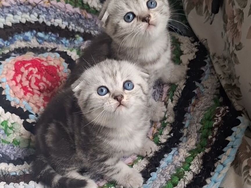 Шотландская вислоухая кошка