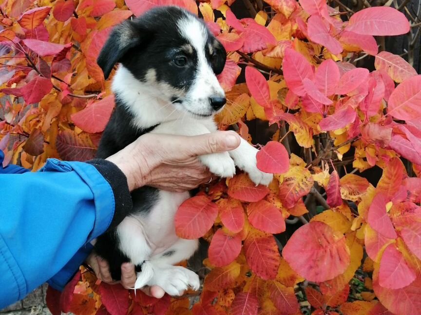 Щеночки от малорослой собачки в добрые руки