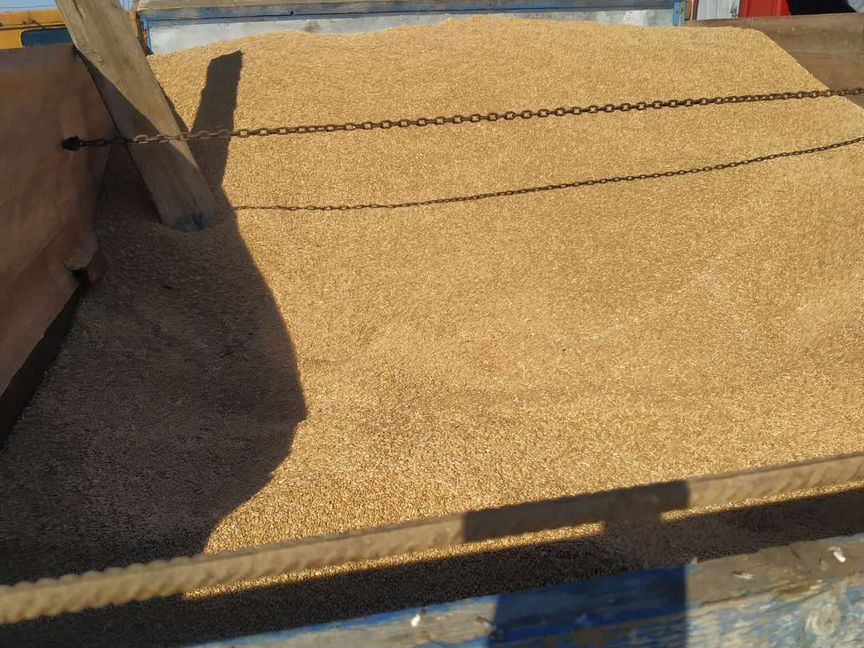 Пшеница озимая фураж