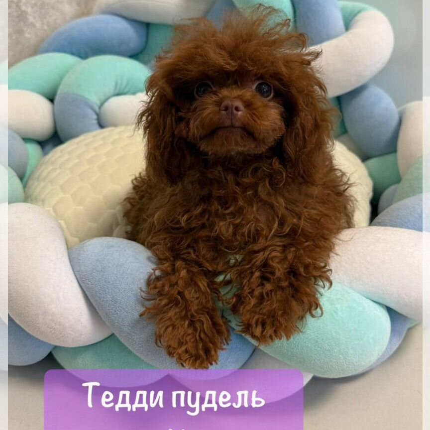 Той-пудель, щенок