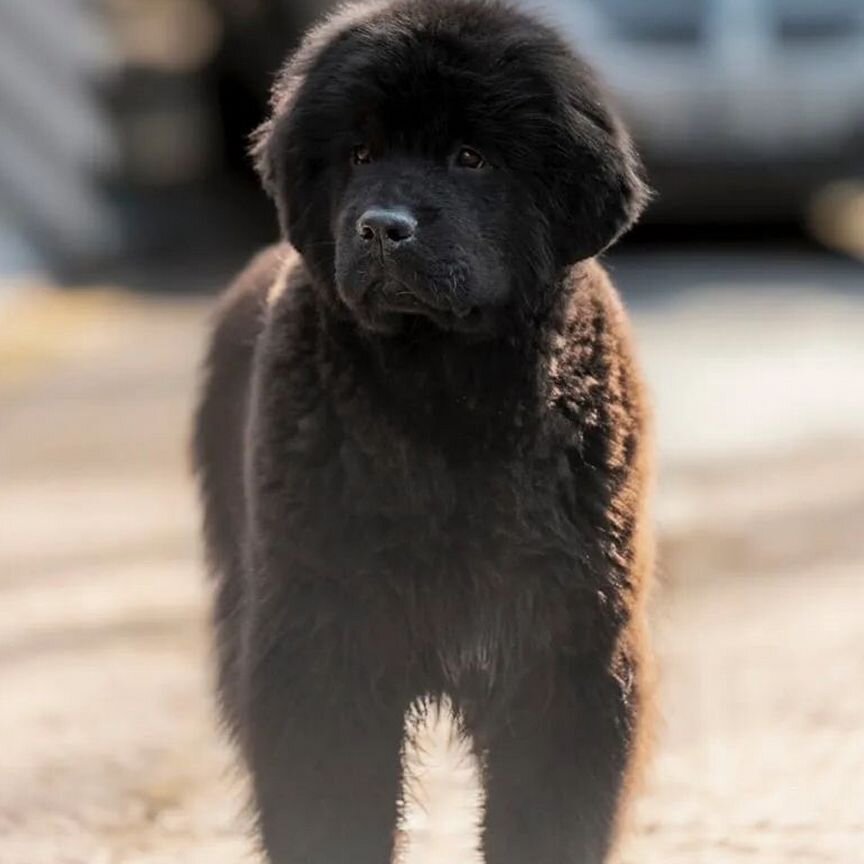 Ньюфаундленд, щенок