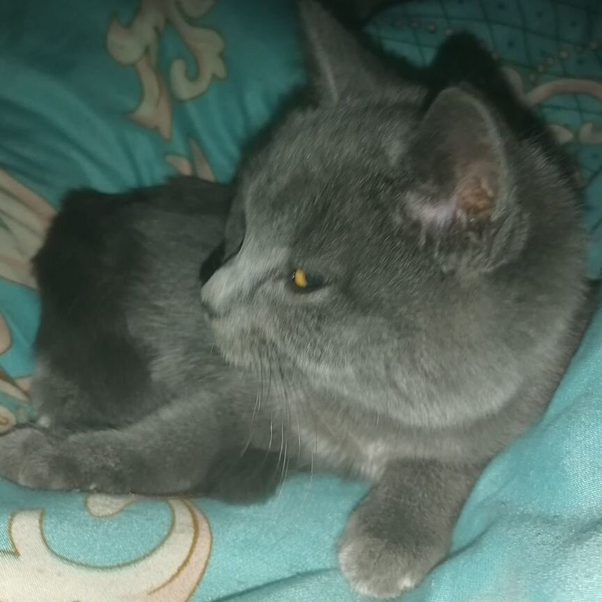 Отдам даром красивую кошечку