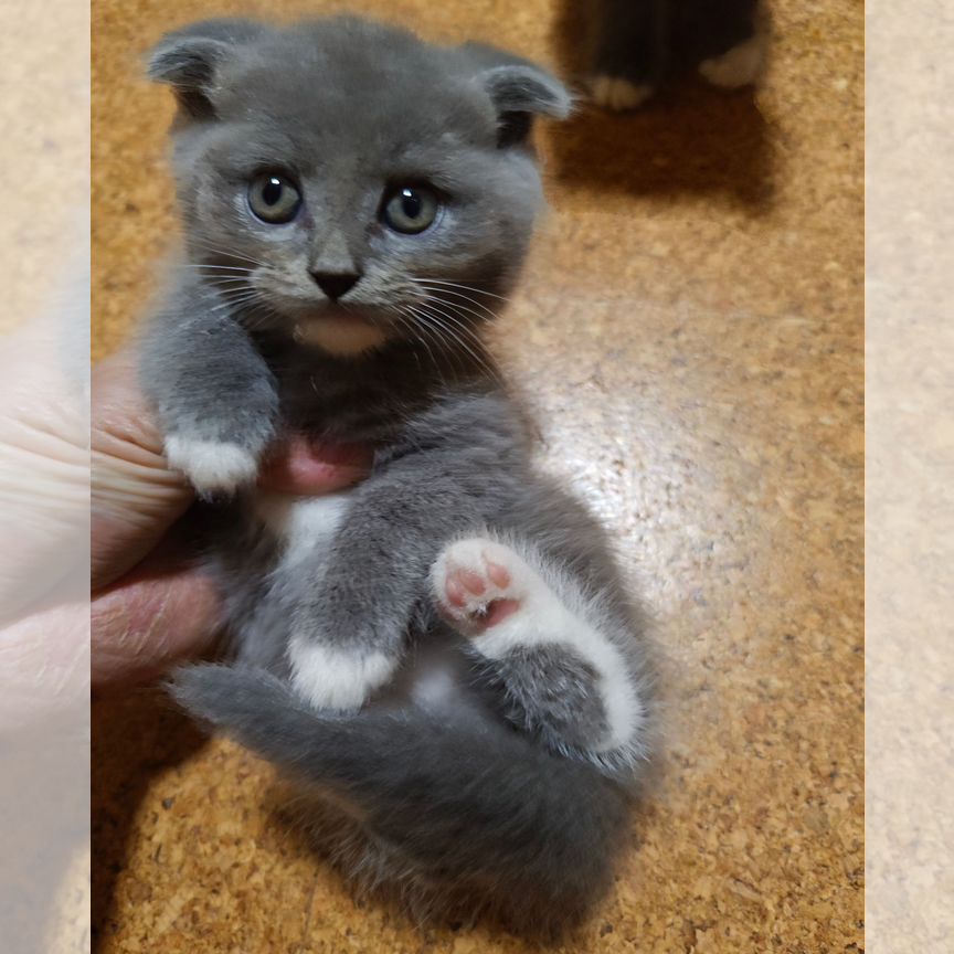 Шотландский вислоухий длинношёрстный котёнок