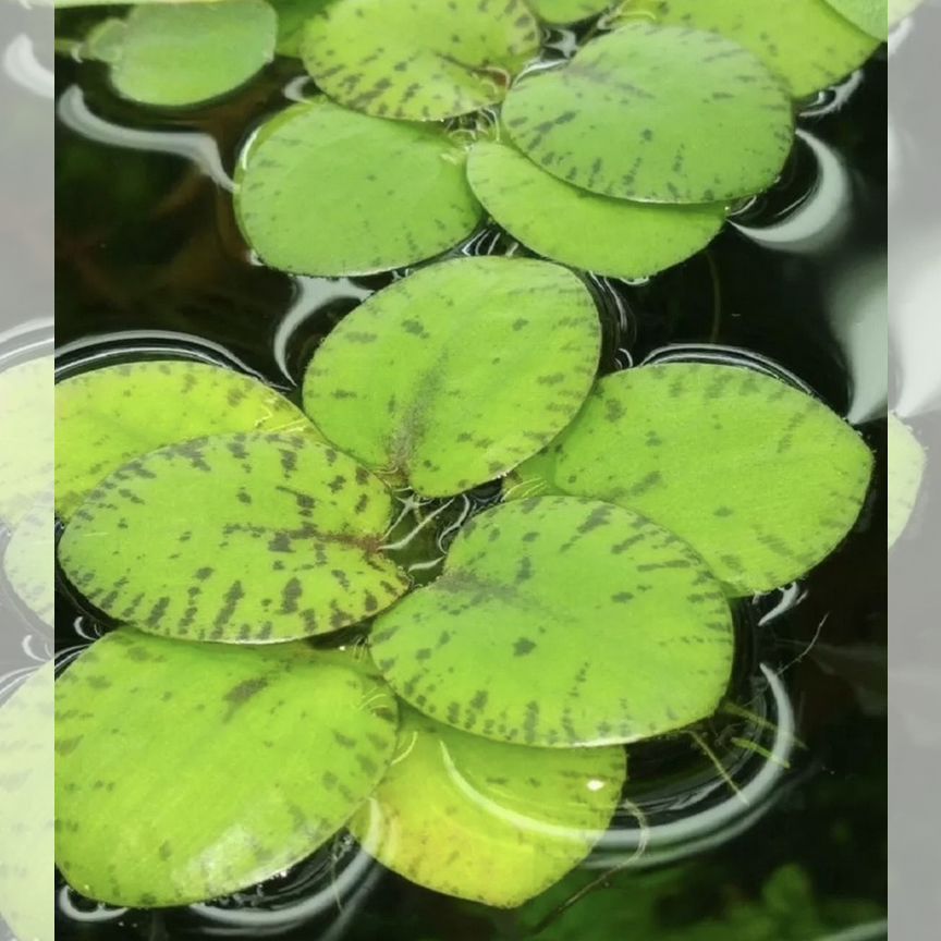 Лимнобиум. Аквариумное растение