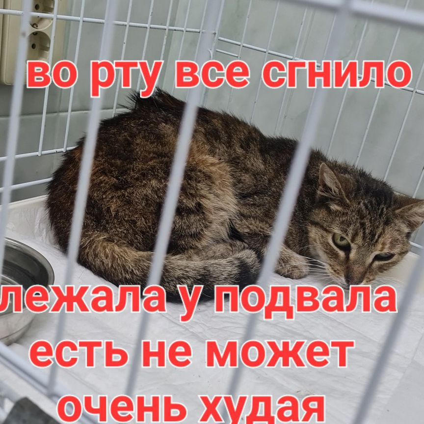 Взрослая, кошка в добрые руки