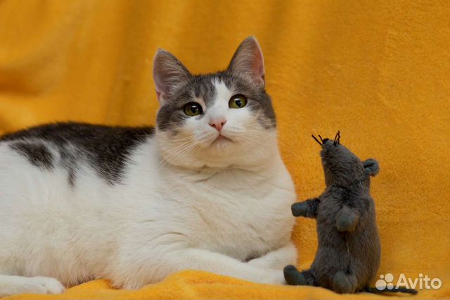 Ласковая Лесенька ищет дом)