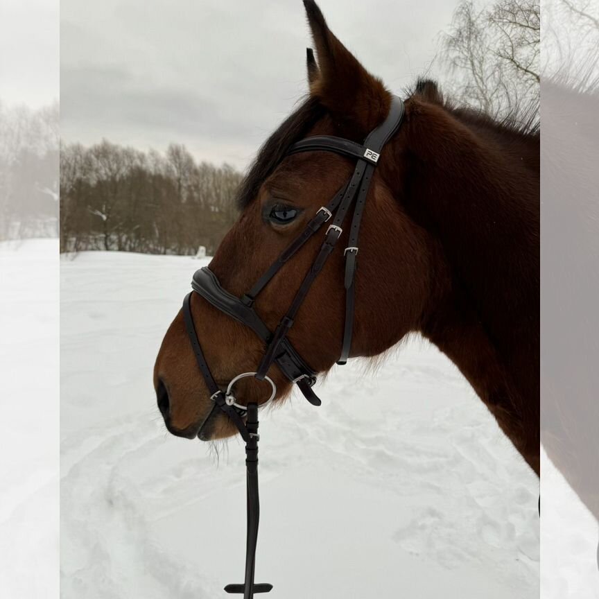 Уздечка для лошади